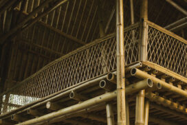 7 Excellent Bamboo Species We Use the Most - Bamboo U