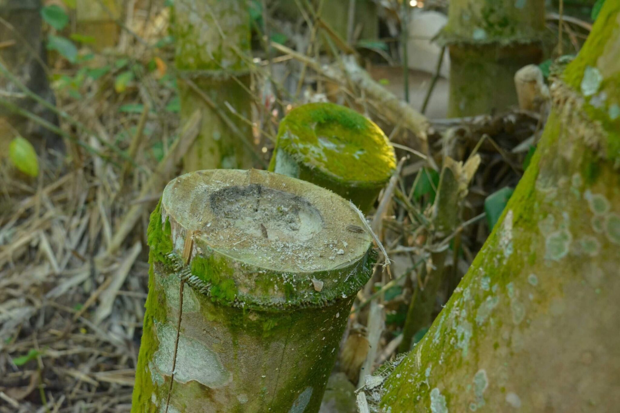 The Ultimate Guide to Sustainable Bamboo Harvesting: Tips and Best ...