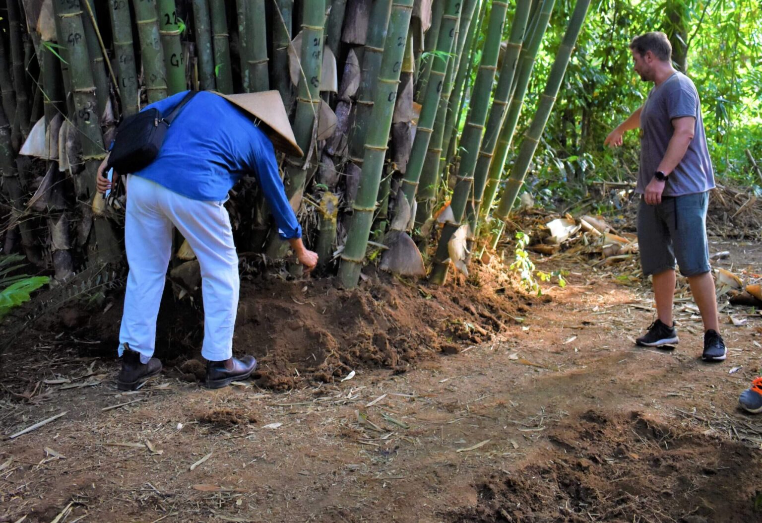The Ultimate Guide to Sustainable Bamboo Harvesting: Tips and Best ...