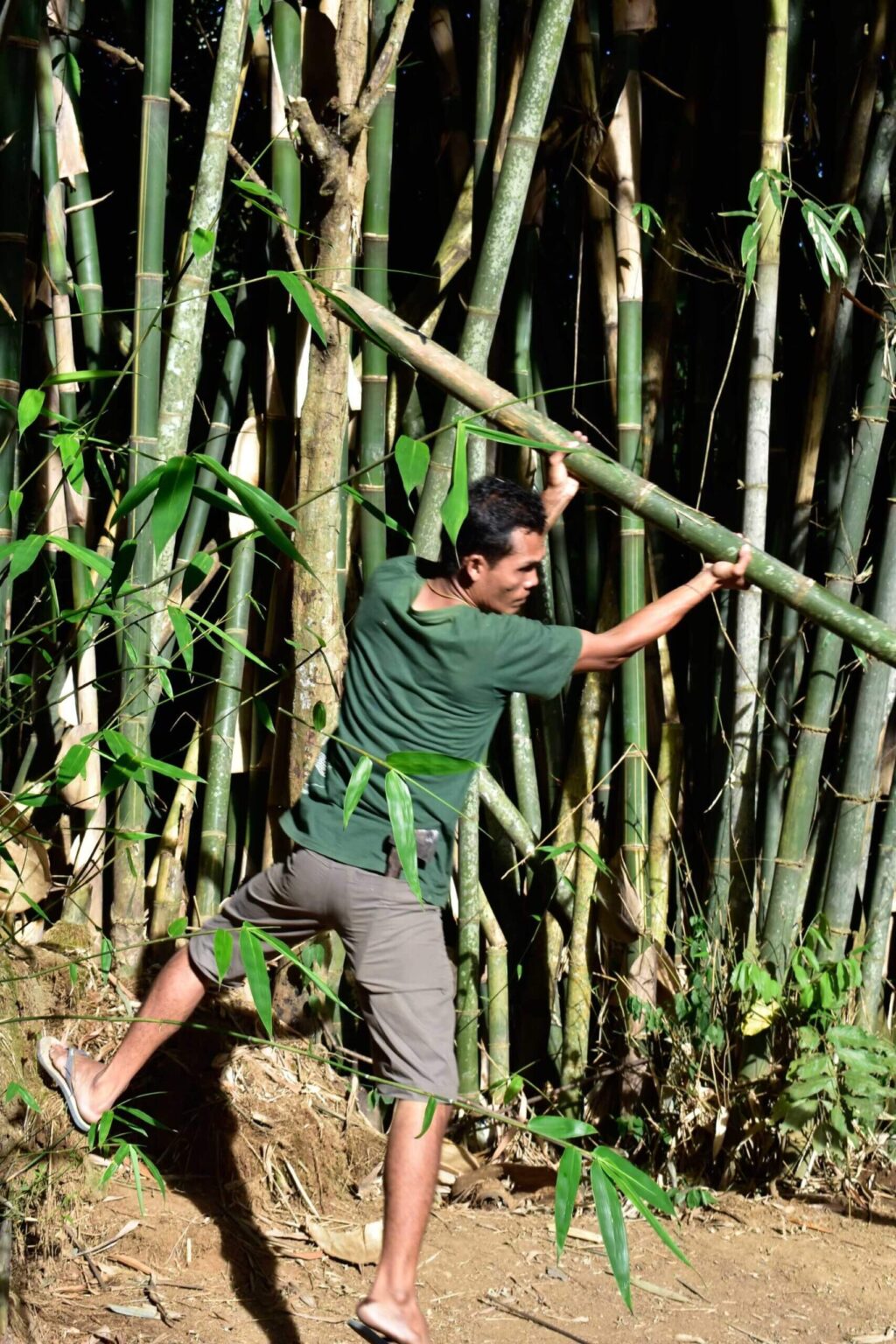 The Ultimate Guide to Sustainable Bamboo Harvesting: Tips and Best ...
