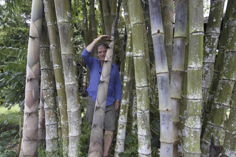 Why Is Bamboo so Important for Sustainability? - Bamboo U