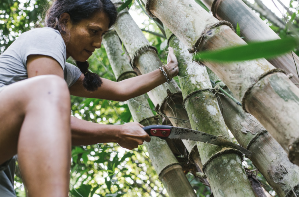 Why Is Bamboo so Important for Sustainability? - Bamboo U