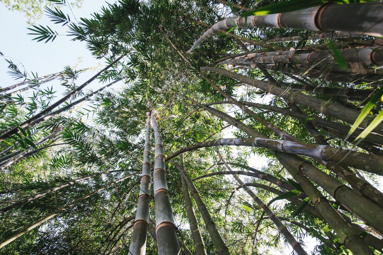 How To Propagate Bamboo: The Ultimate 6 Step Guide - Bamboo U