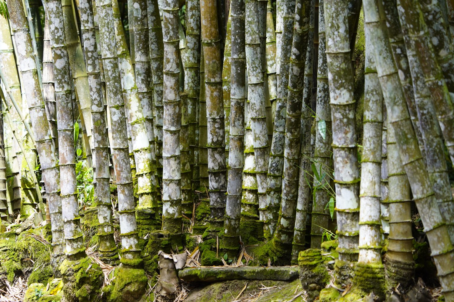 5 Of The Best Bamboo Species To Use In Construction - Bamboo U