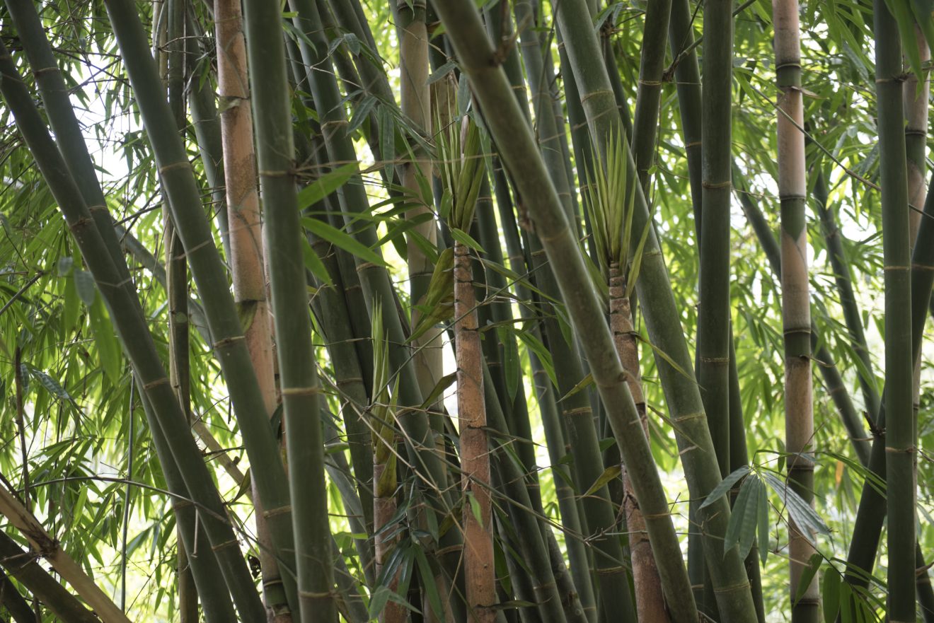 5 Of The Best Bamboo Species To Use In Construction - Bamboo U