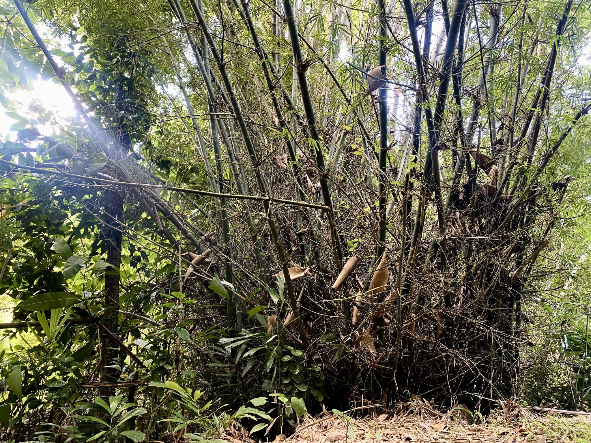 5 Of The Best Bamboo Species To Use In Construction - Bamboo U