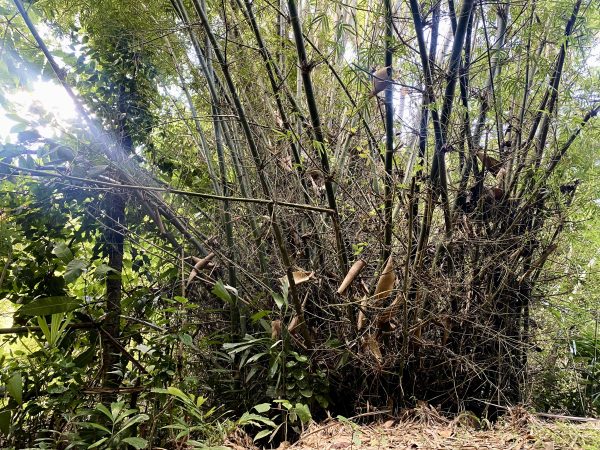 Different Types of Bamboo and Their Uses in Construction - Bamboo U