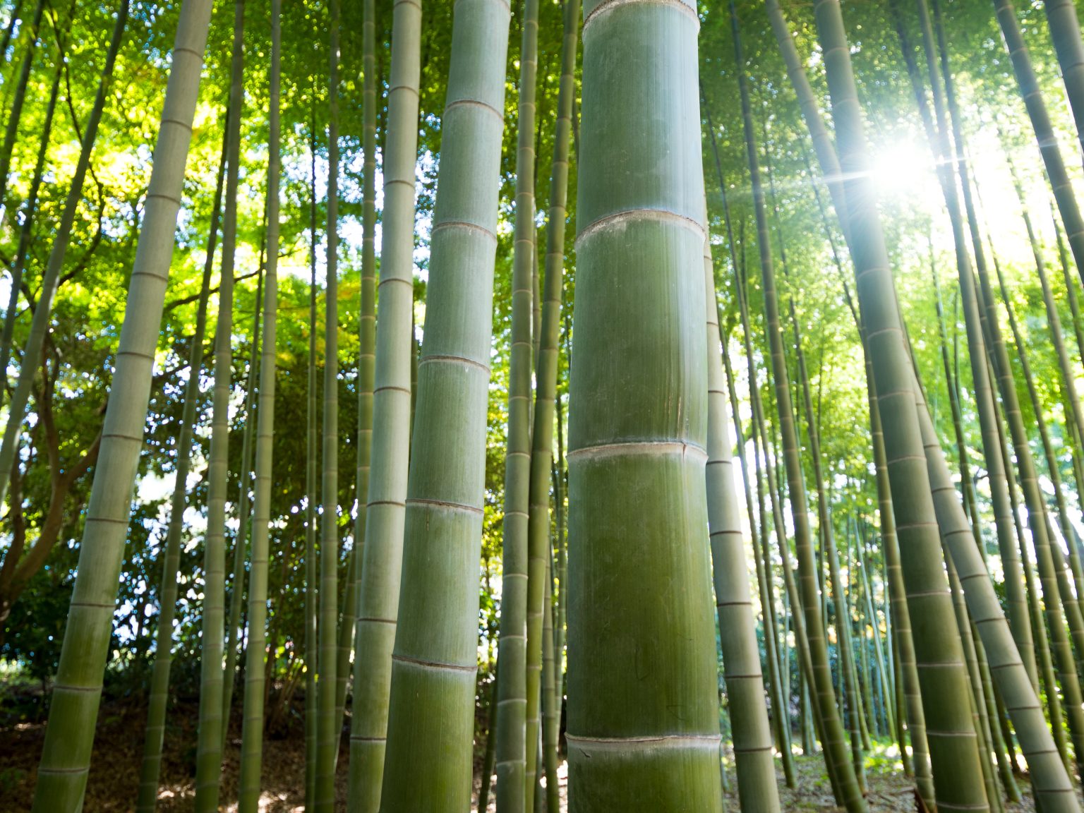 5 Of The Best Bamboo Species To Use In Construction - Bamboo U