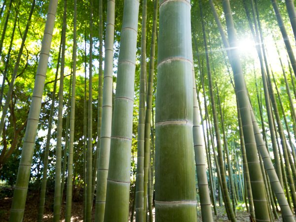 Different Types of Bamboo and Their Uses in Construction - Bamboo U