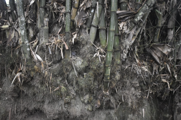 The 6 Essential Tips For Planting Your Own Bamboo - Bamboo U